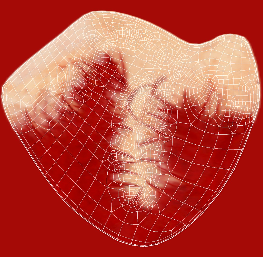 3D Medically Accurate Cross-Section Of The Human Heart Animated ...