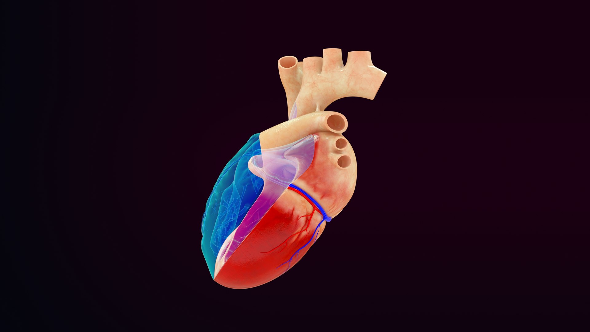 3D Medically Accurate Cross-Section Of The Human Heart Animated ...