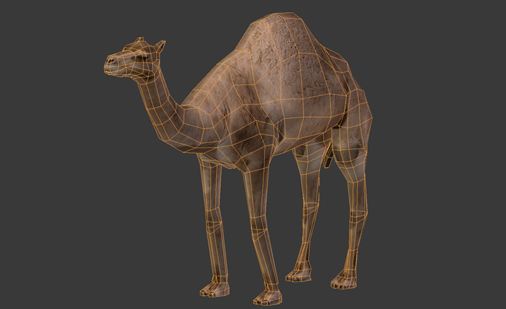 Arabian Camel 3D Model - TurboSquid 1312085