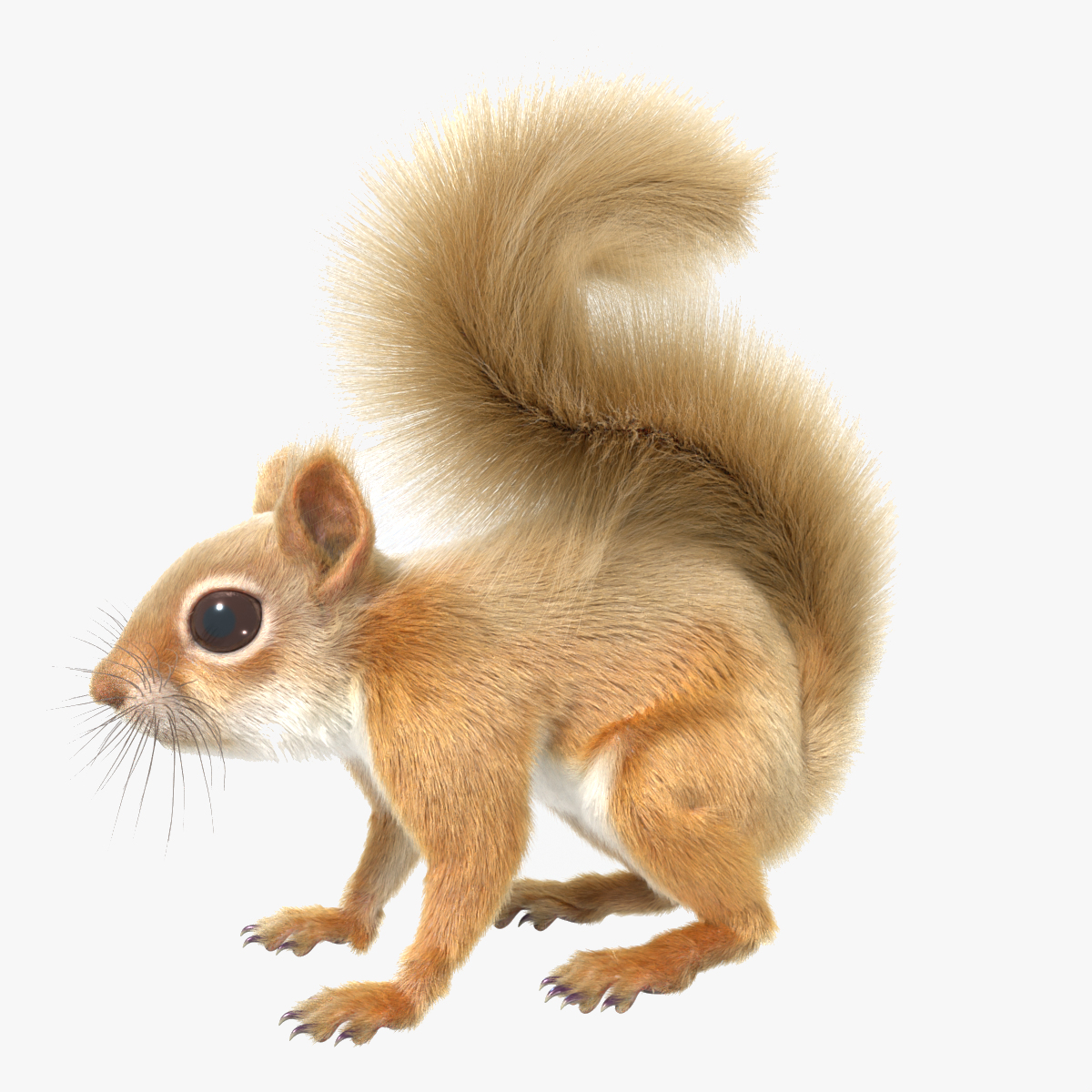 modelo 3d Ardilla - TurboSquid 2084588