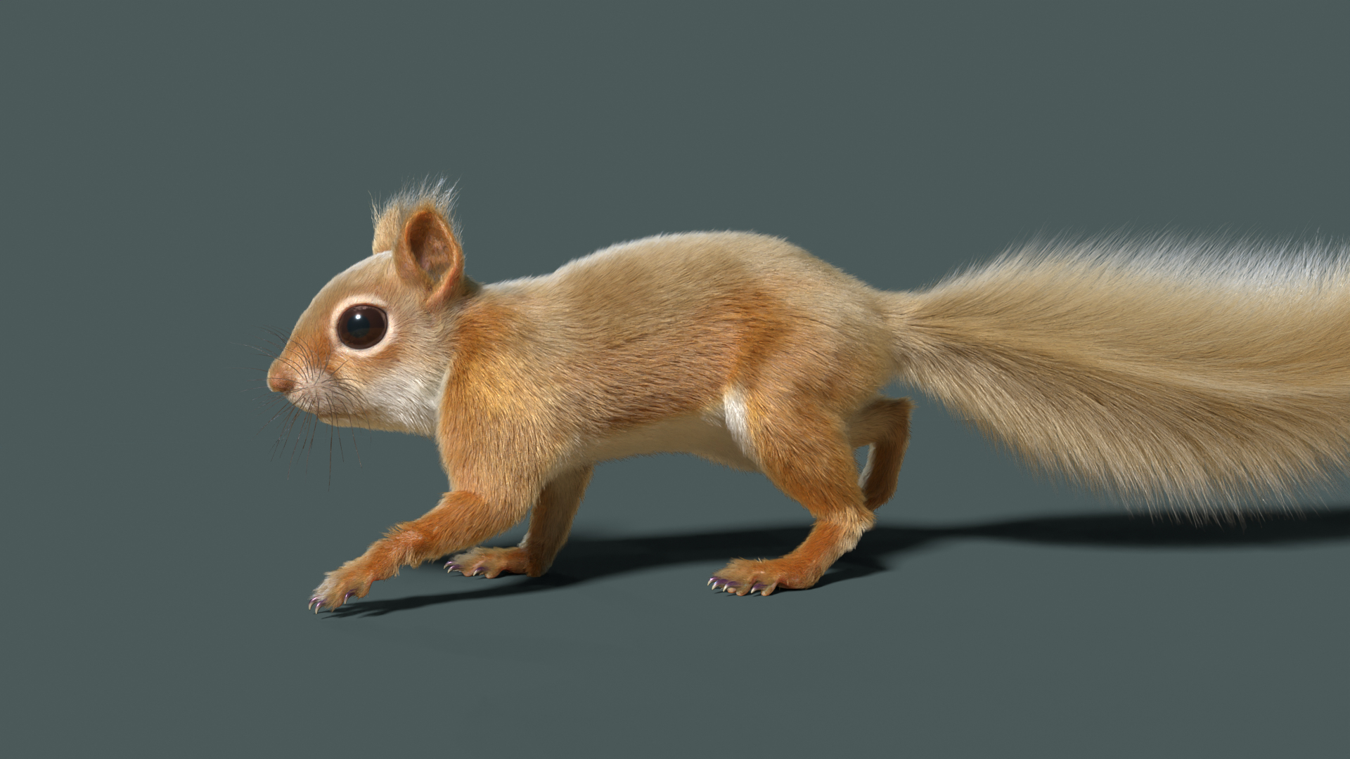 3D Squirrel Model - TurboSquid 2084588