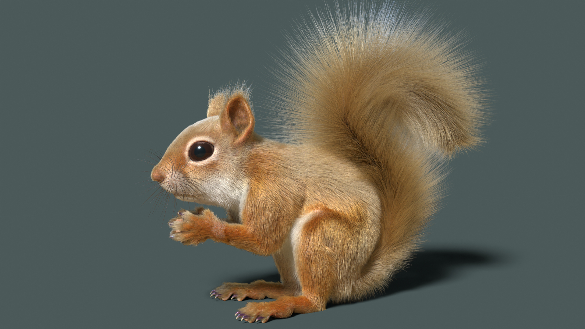3D Squirrel Model - TurboSquid 2084588