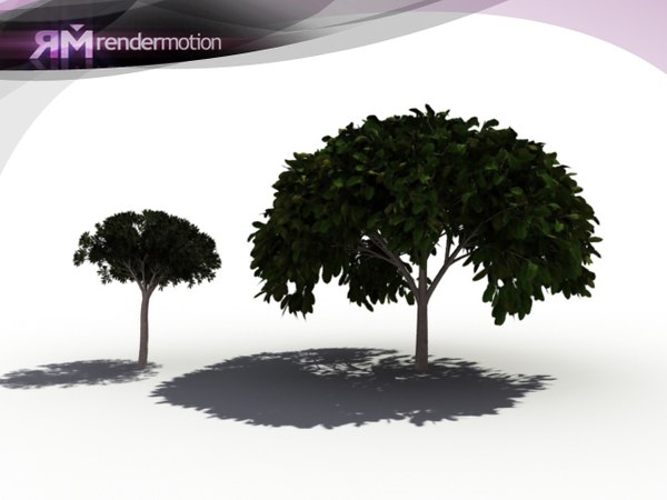 d2 c1 33 magnolia 3d obj