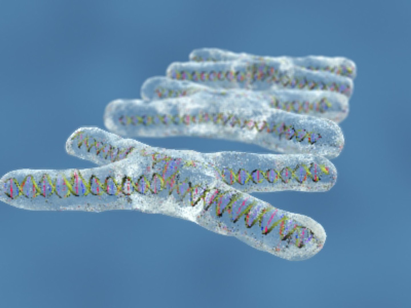 3ds Chromosome X Dna