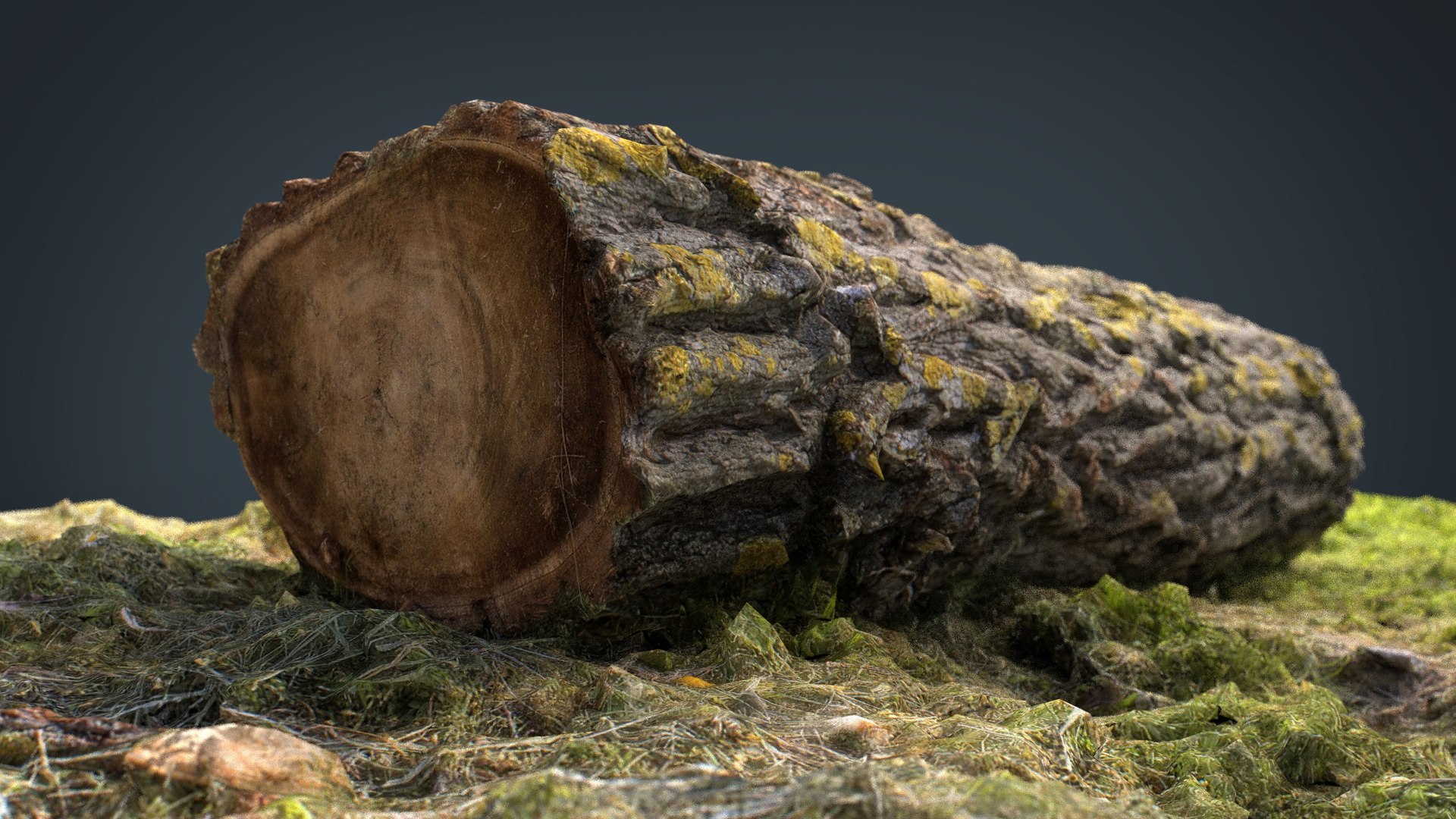Dead Trunk 3D Model - TurboSquid 1281492