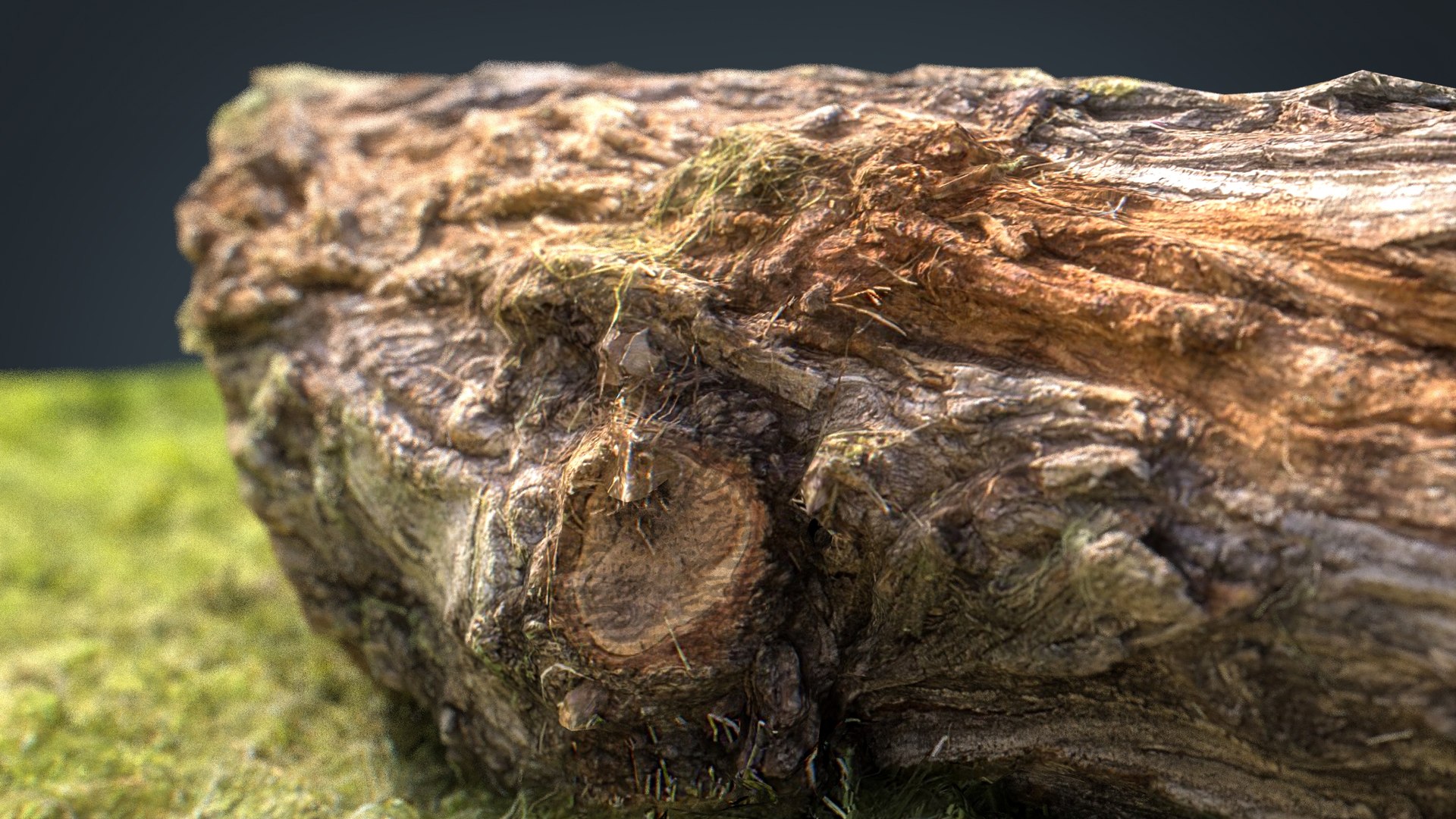 Dead Trunk 3D Model - TurboSquid 1281492