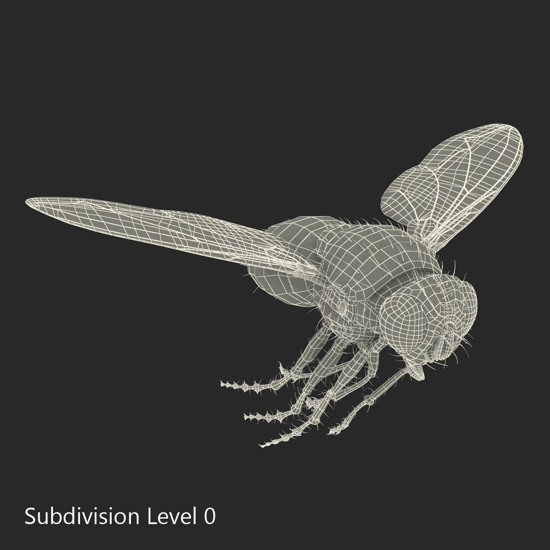 3d Green Bottle Fly Pose