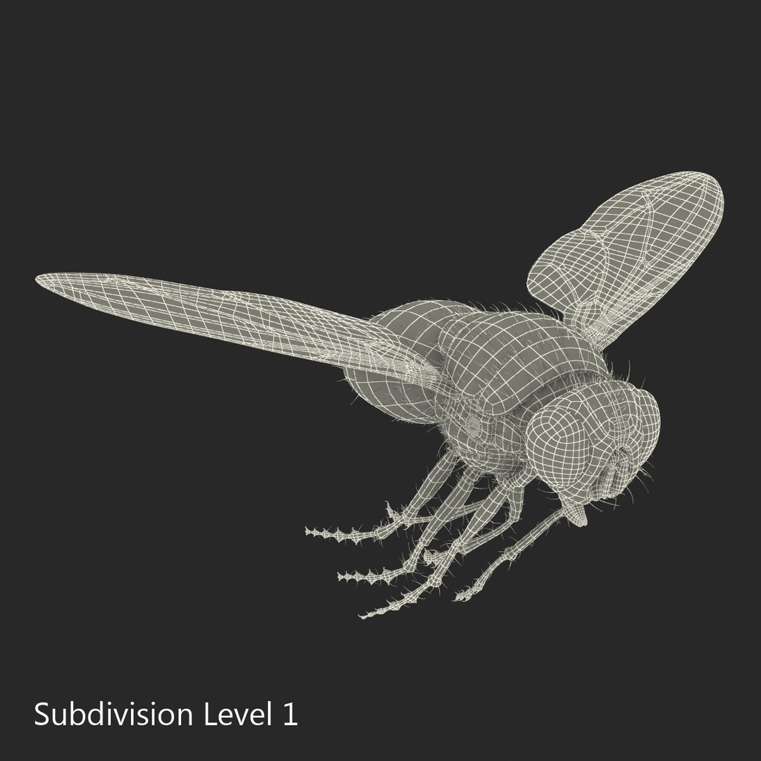 3d Green Bottle Fly Pose