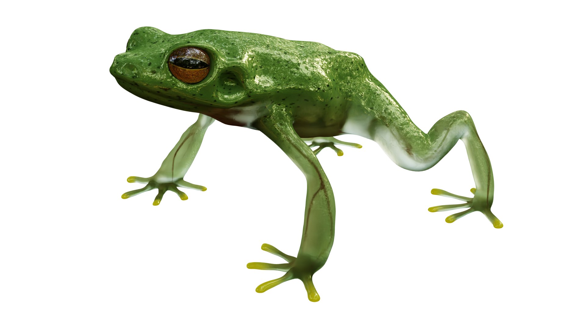 3D Tree Frog Model - TurboSquid 1842333