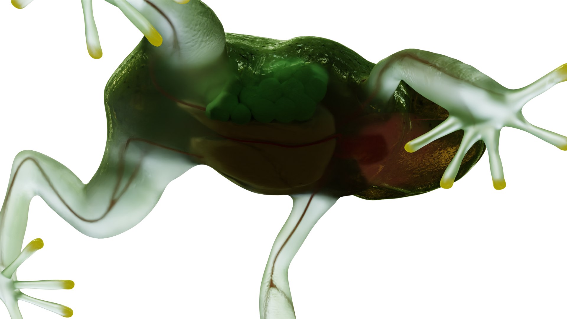 3D Tree Frog Model - TurboSquid 1842333