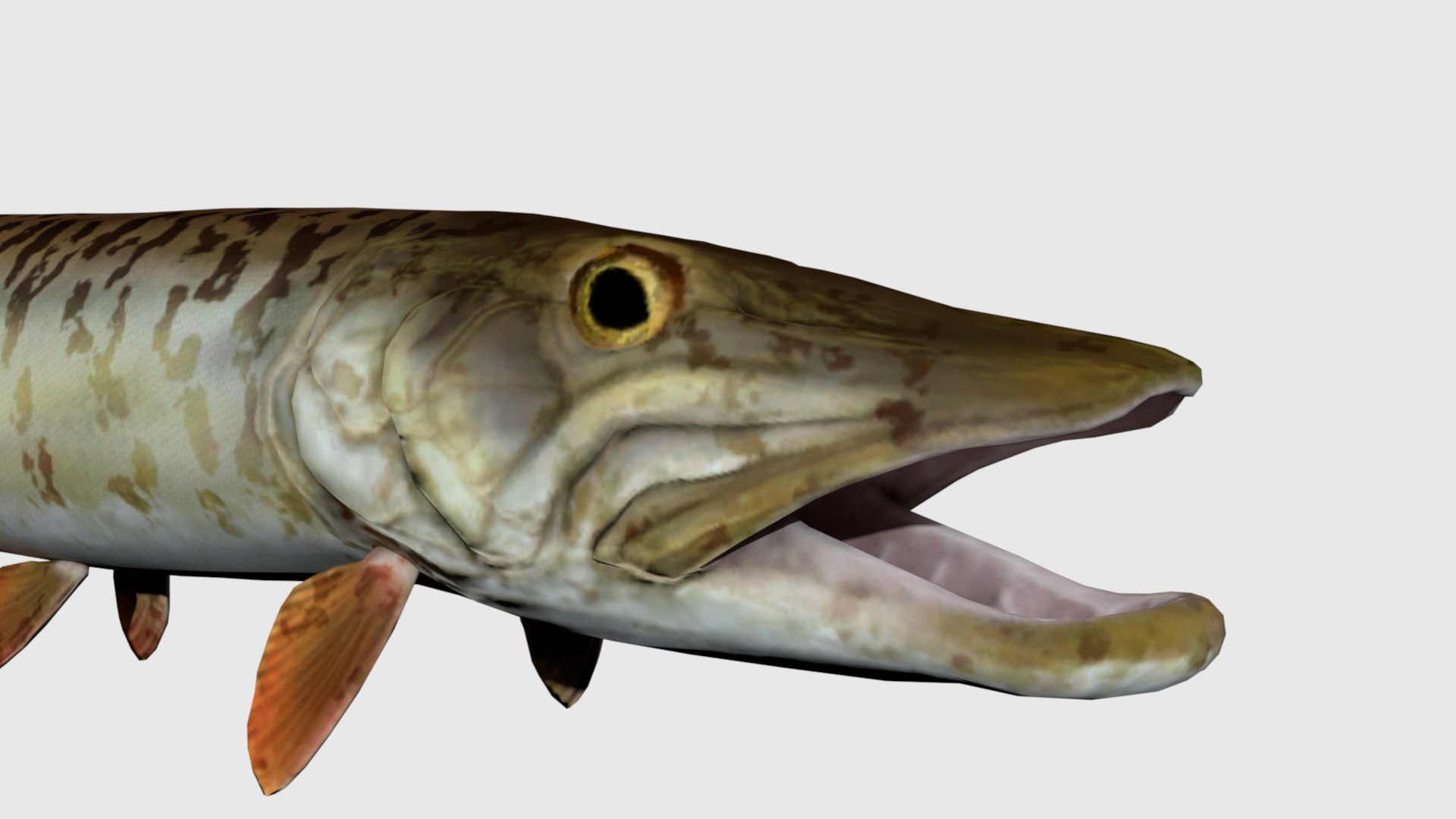 Muskellunge Model - TurboSquid 2335761