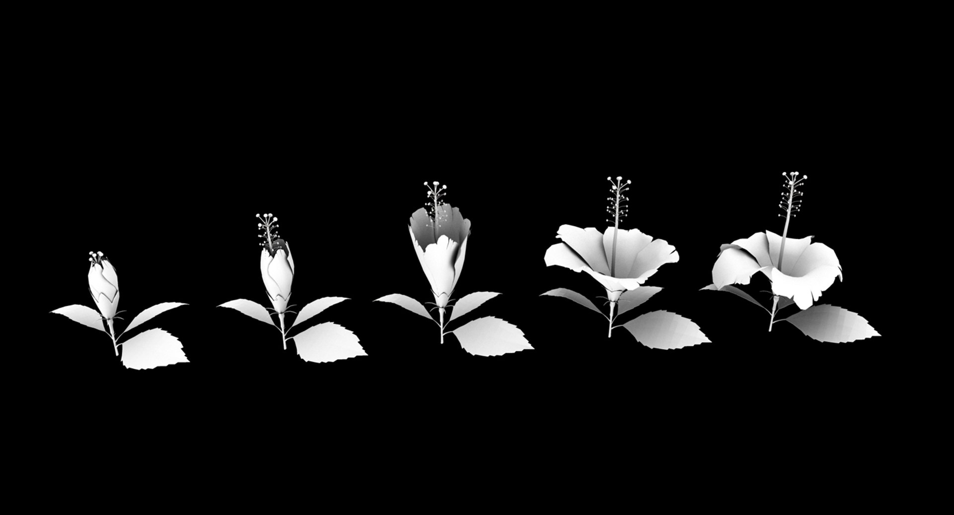 3D hibiscus flower - TurboSquid 1476893