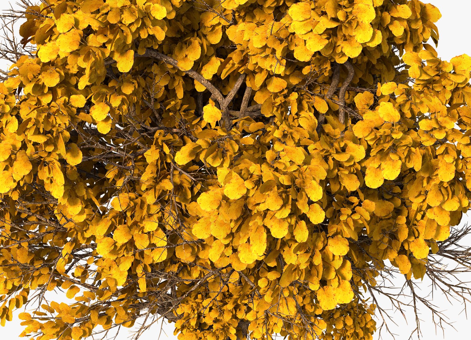 3D model tree autumn - TurboSquid 1410056