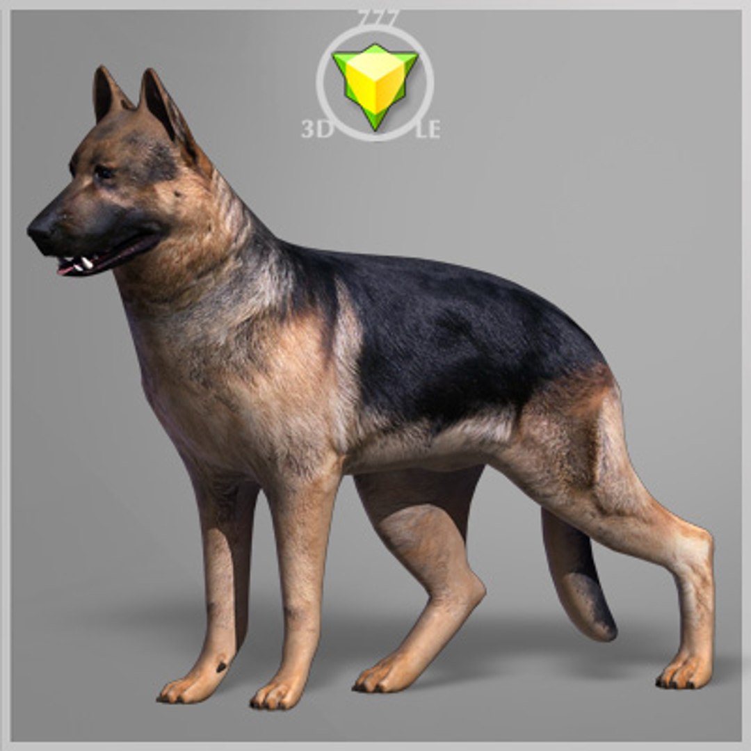 3d German Shepherd Anatomy Body Model