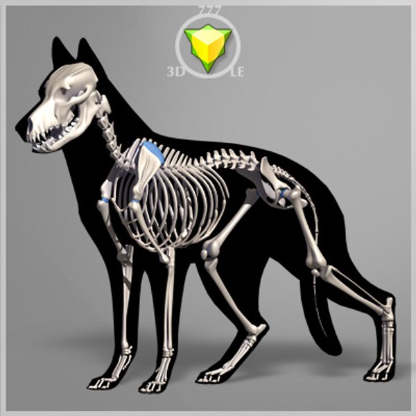 3d german shepherd anatomy body model