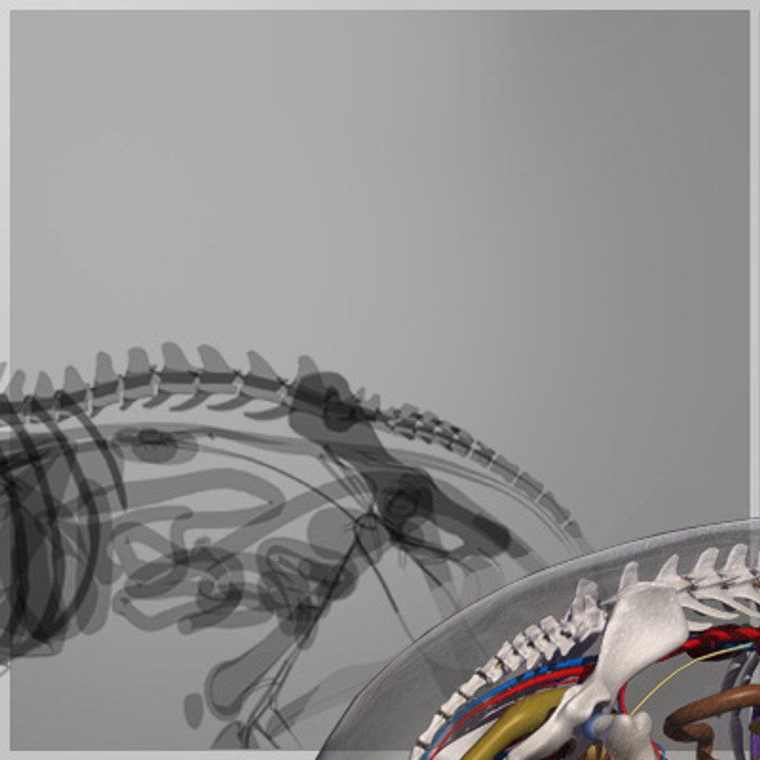 3d German Shepherd Anatomy Body Model