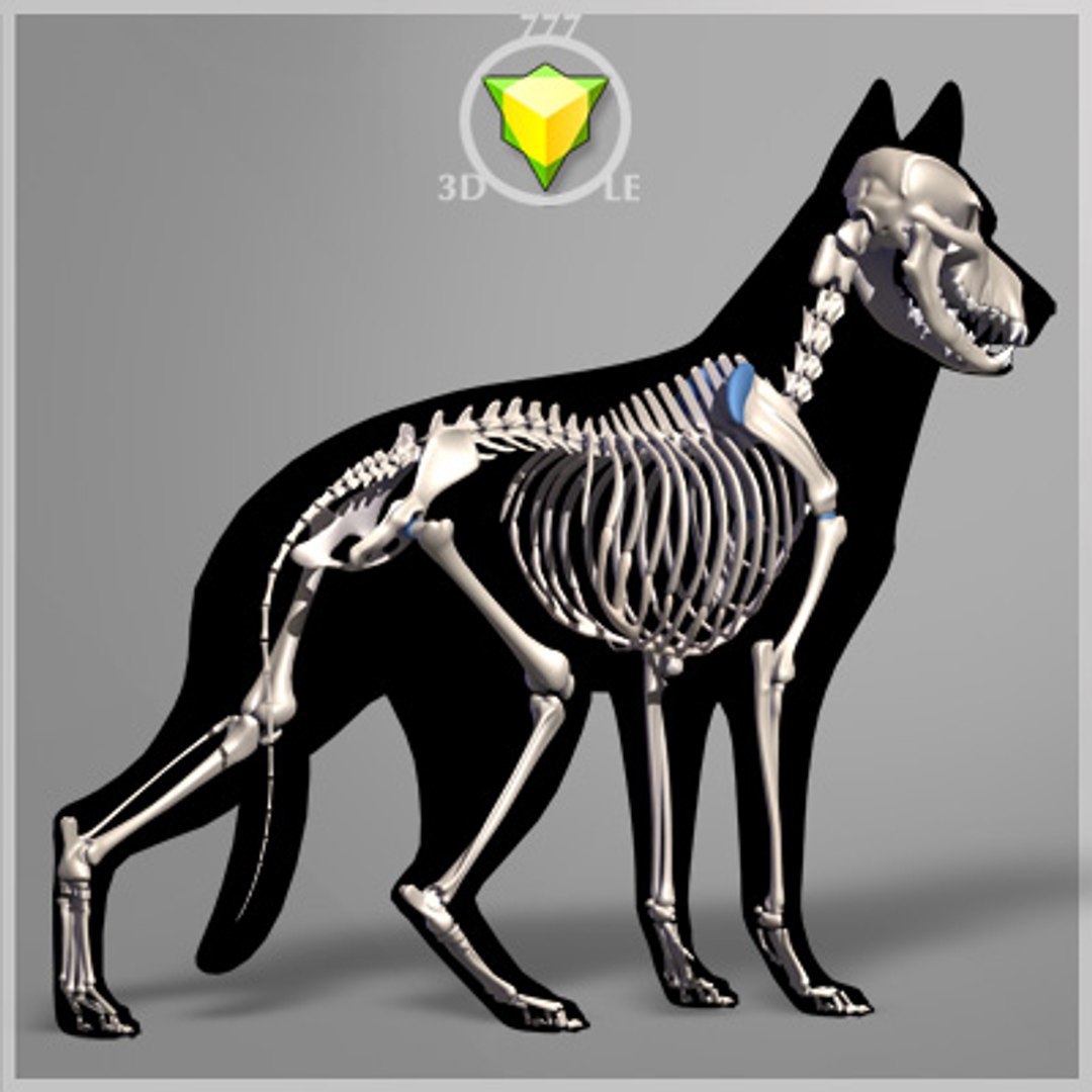 3d German Shepherd Anatomy Body Model