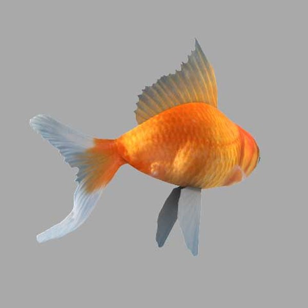 goldfish fish gold 3d model
