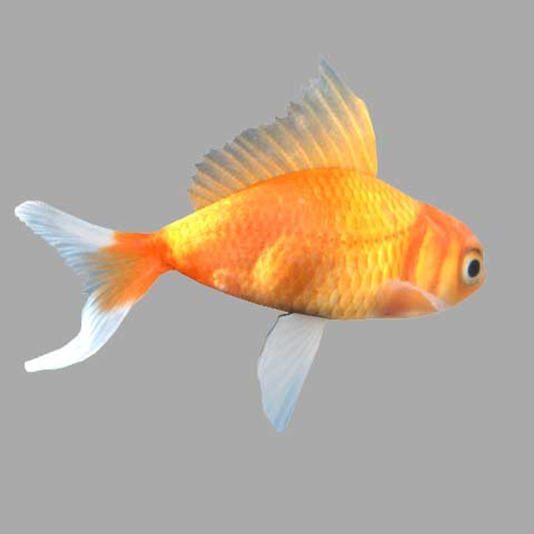 goldfish fish gold 3d model