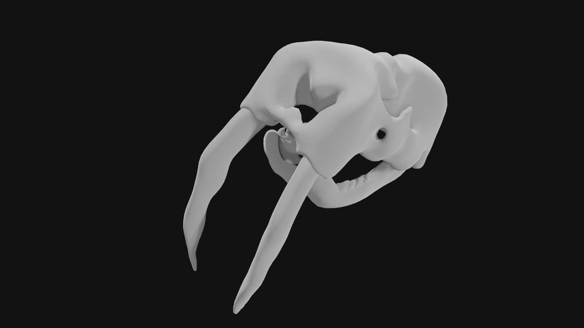 3D Walrus Skull Model - TurboSquid 1969535