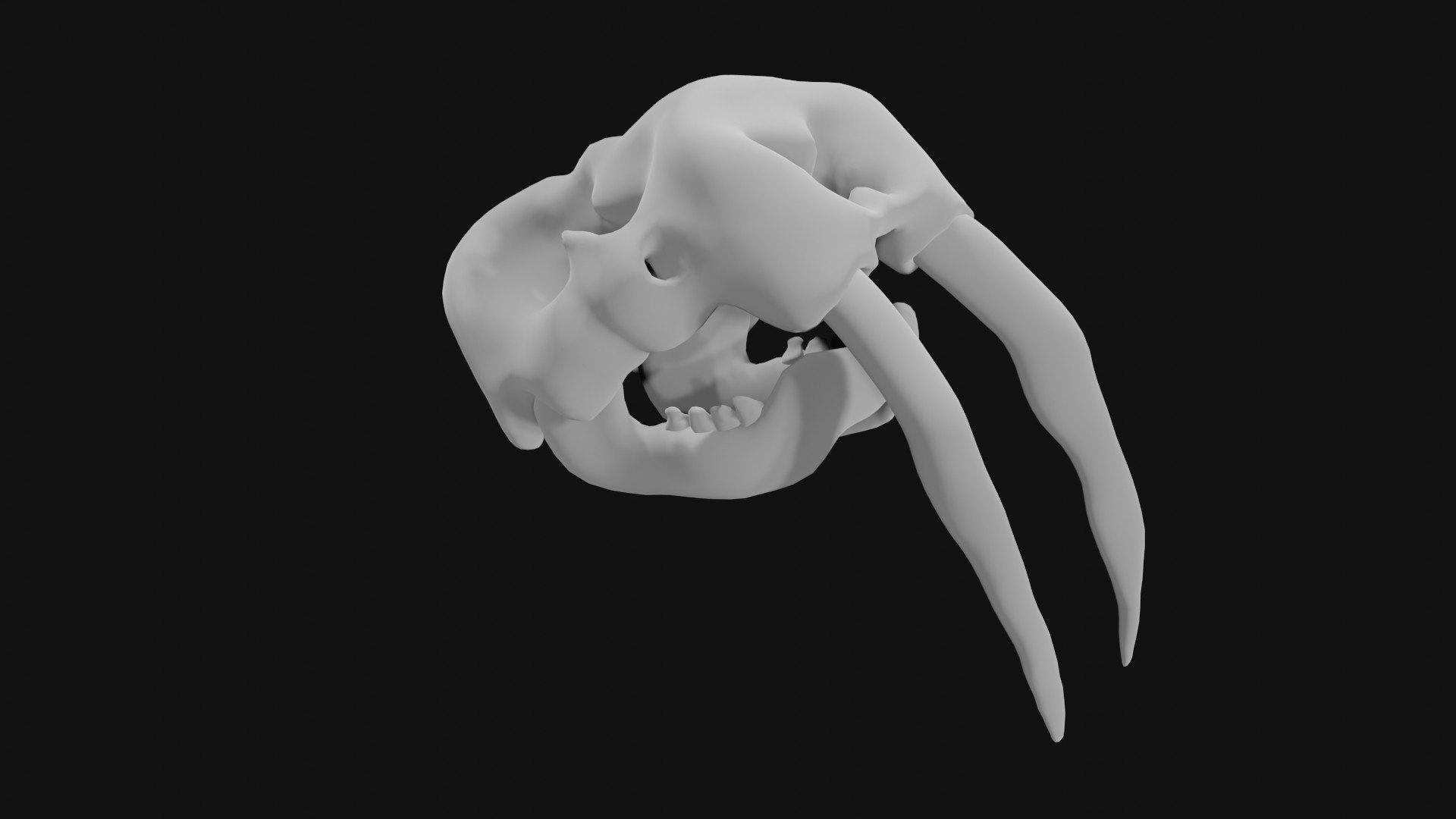 3D Walrus Skull Model - TurboSquid 1969535