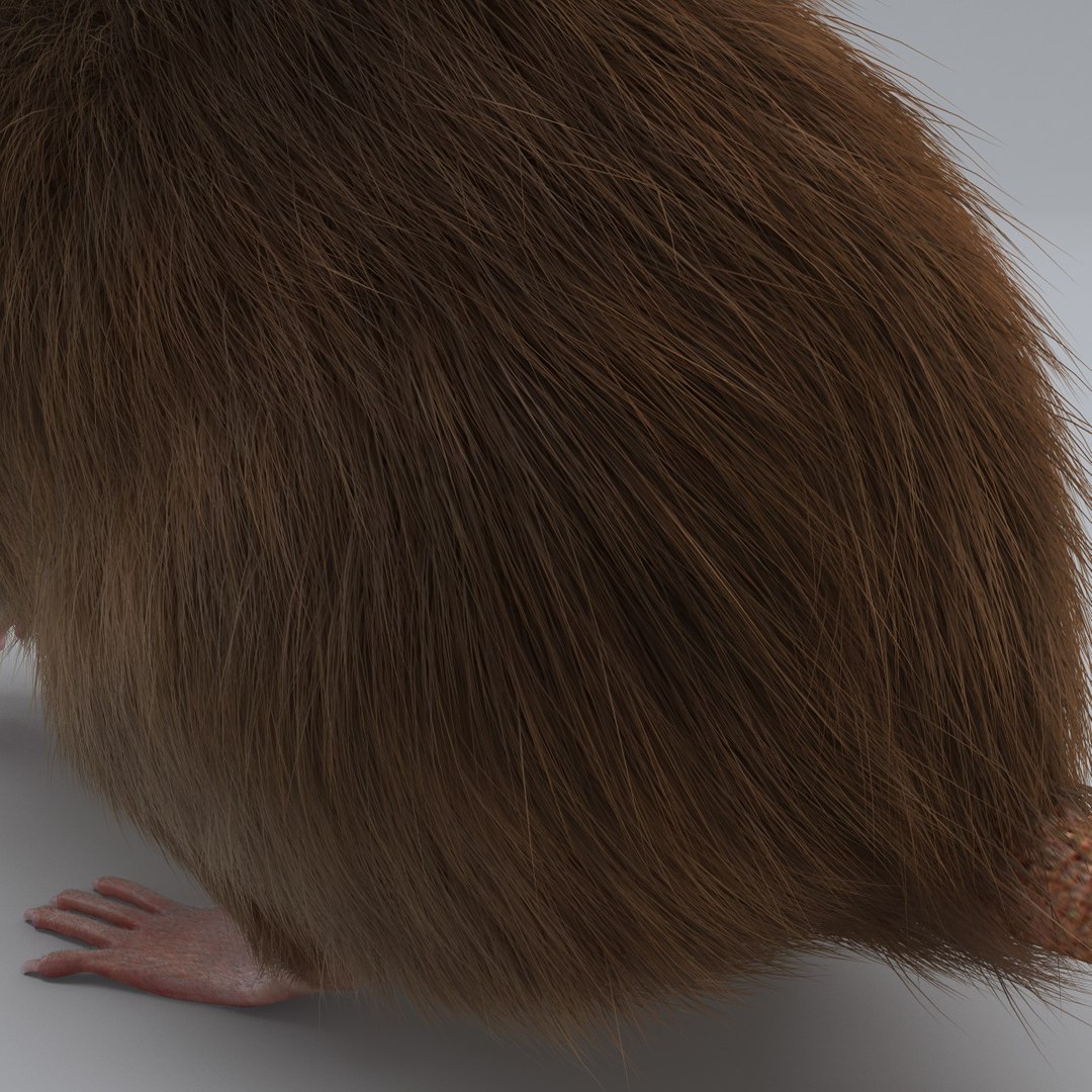 3d rat fur