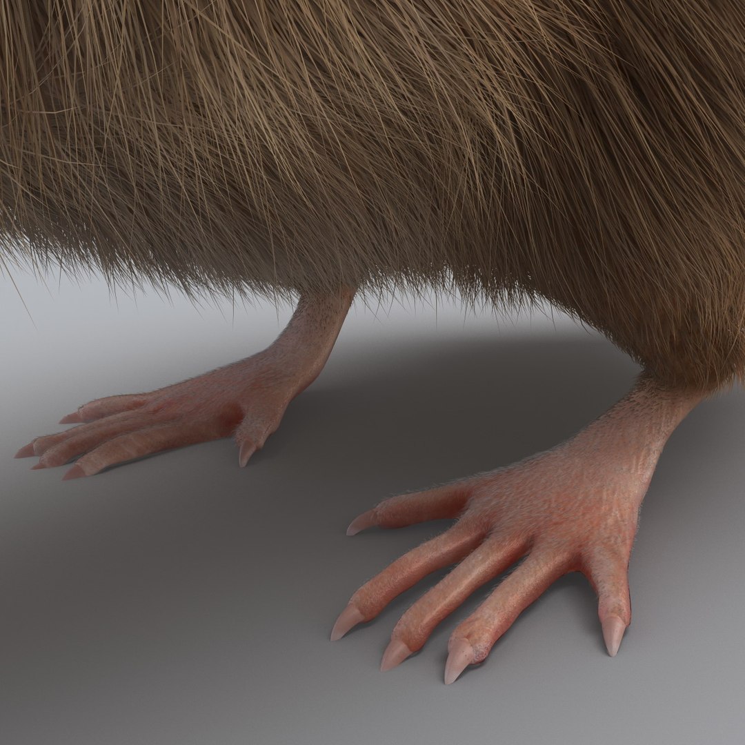 3d rat fur