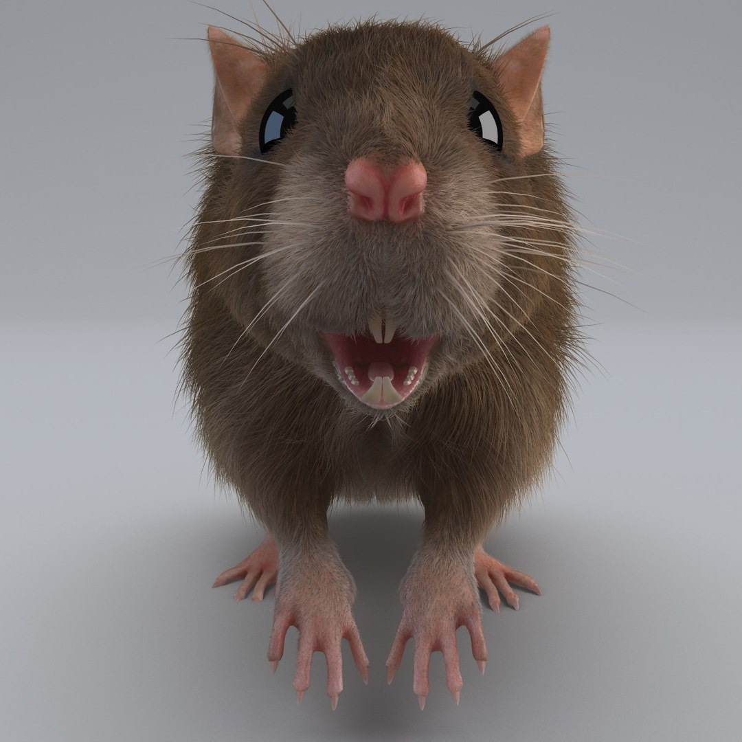 3d rat fur