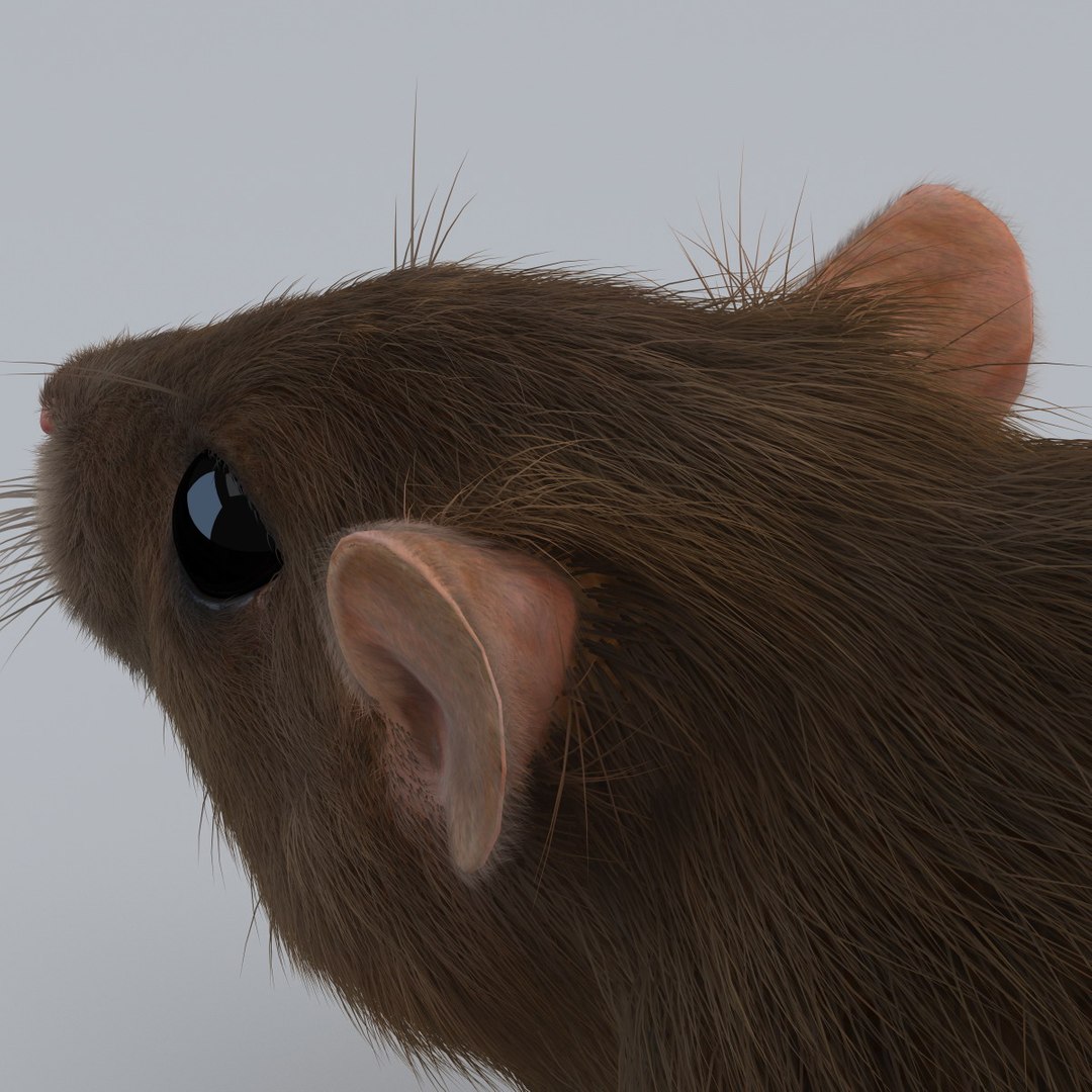 3d rat fur