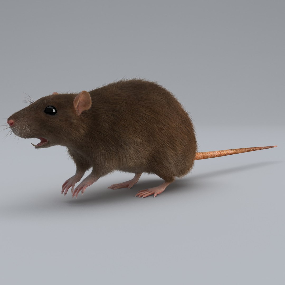 3d rat fur