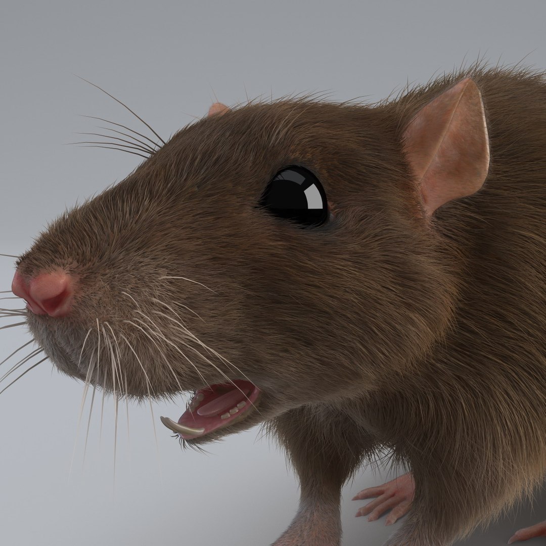 3d rat fur