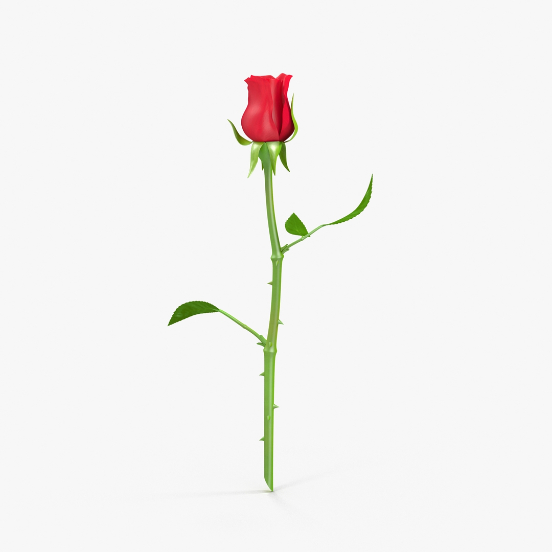 3d Model Rose Modeled Colors