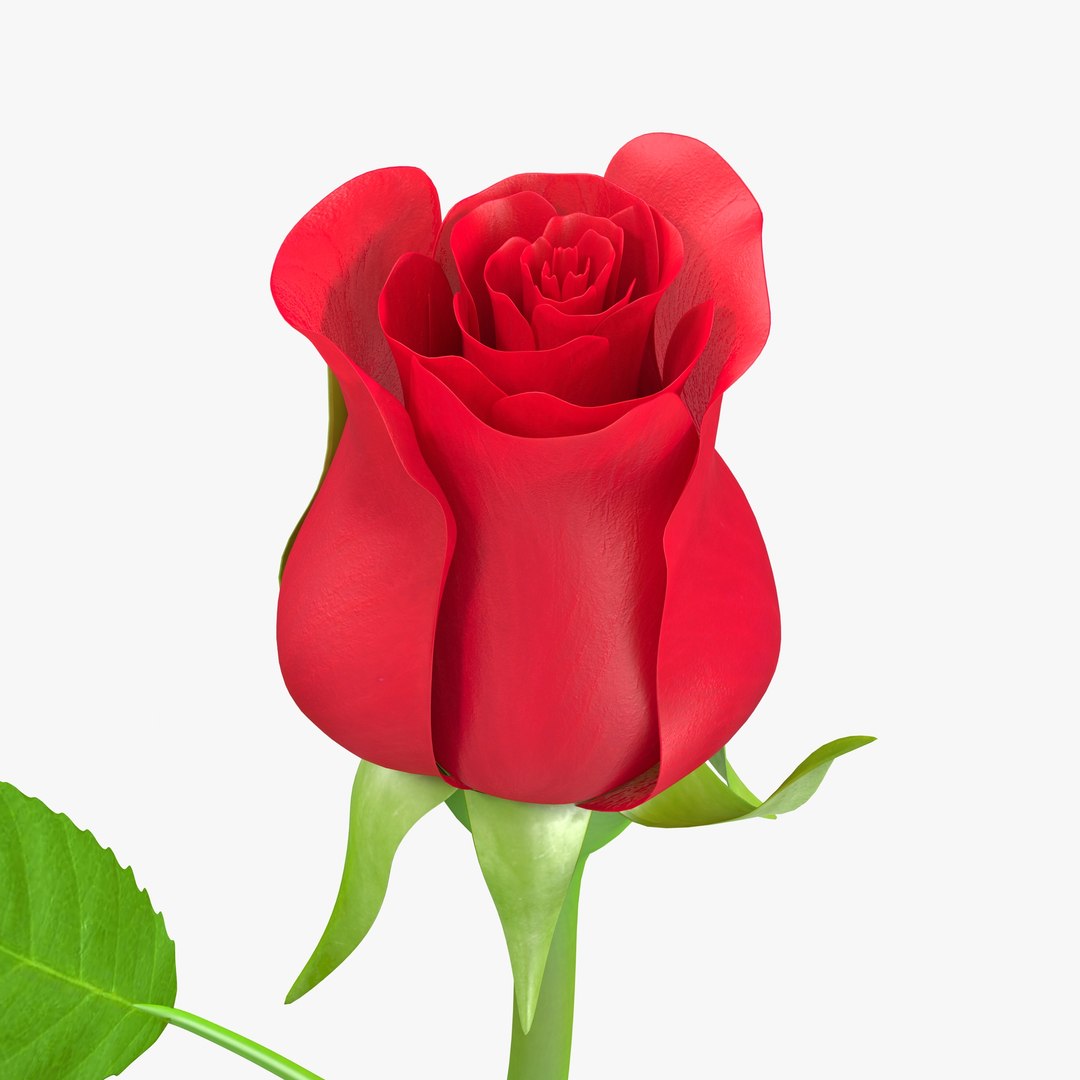 3d Model Rose Modeled Colors