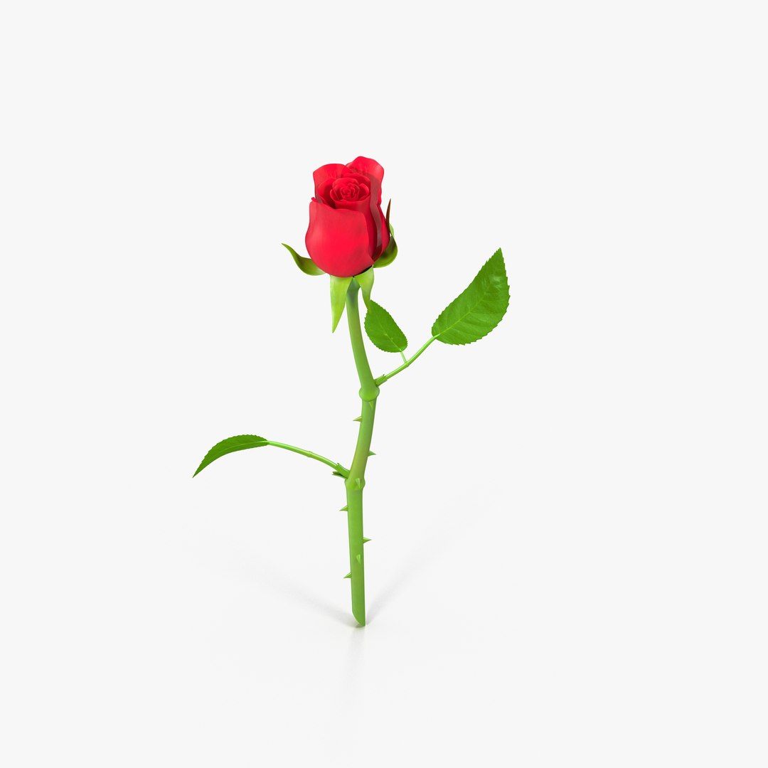3d Model Rose Modeled Colors