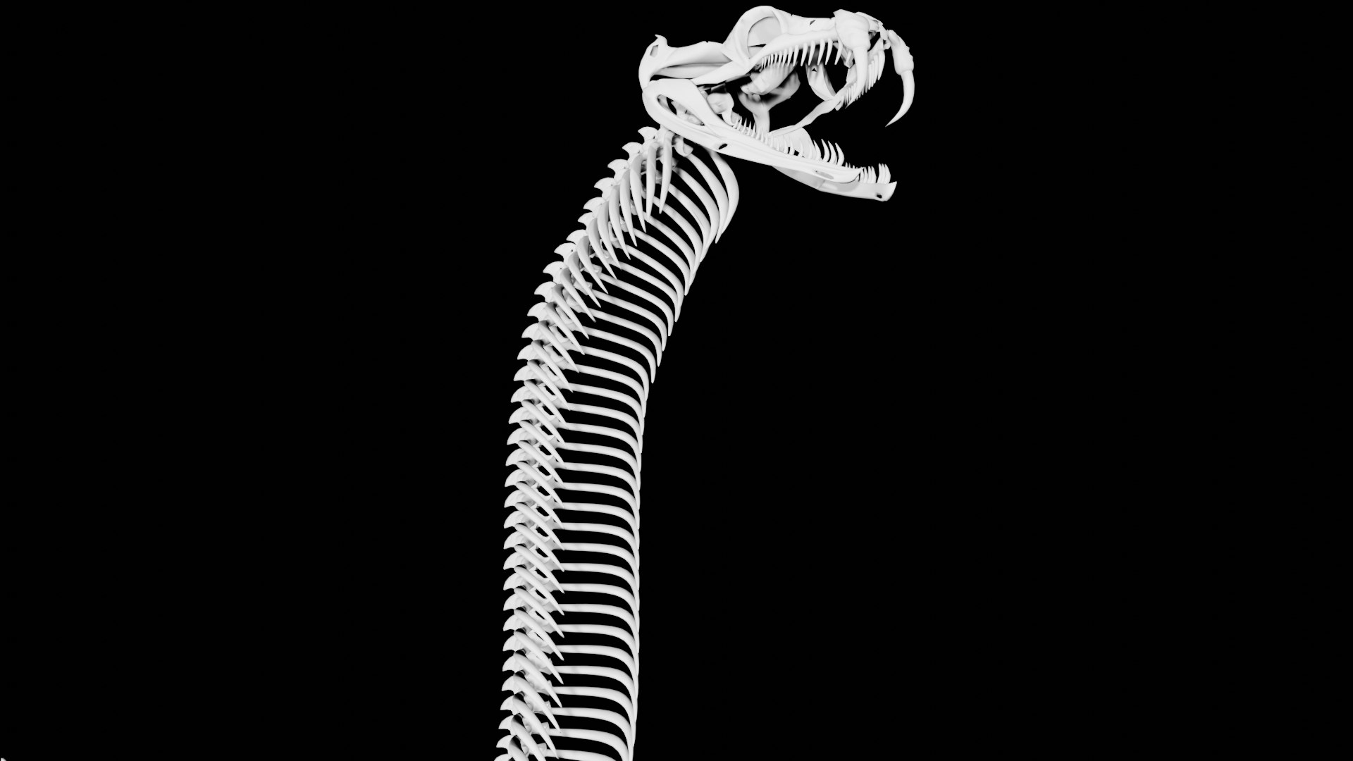 3D Rigged Snake Skeleton - TurboSquid 1826435