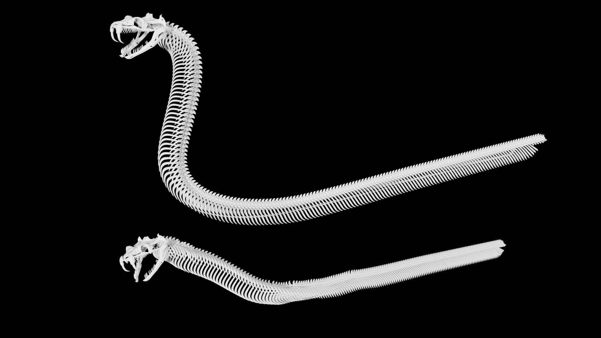 3D Rigged Snake Skeleton - TurboSquid 1826435
