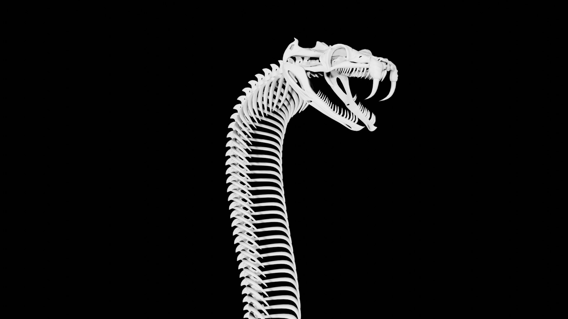3D Rigged Snake Skeleton - TurboSquid 1826435