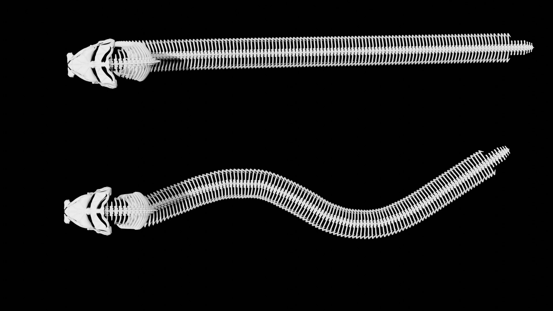 3D Rigged Snake Skeleton - TurboSquid 1826435