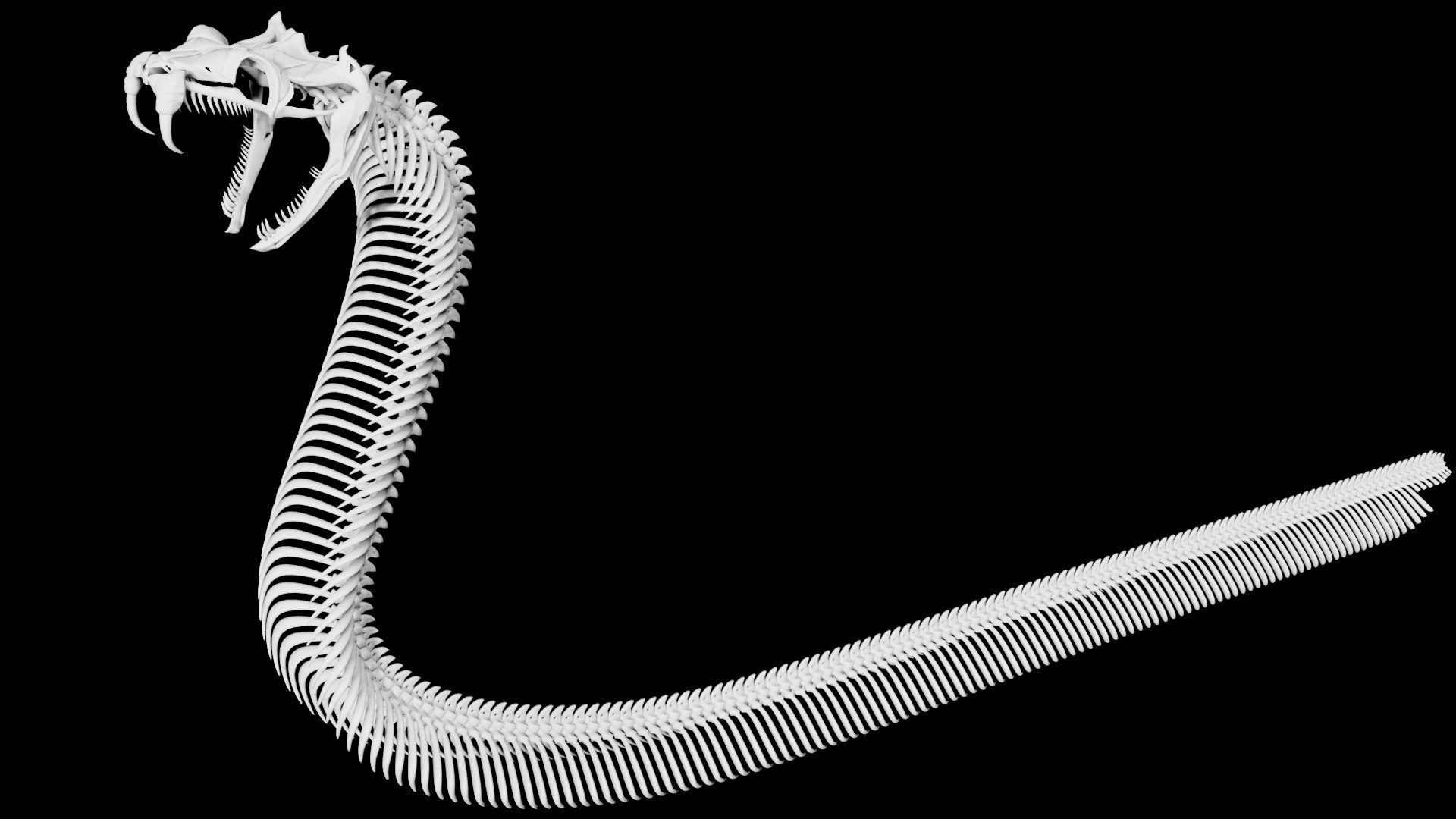 3D Rigged Snake Skeleton - TurboSquid 1826435