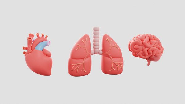 3D Blender organs heart brain