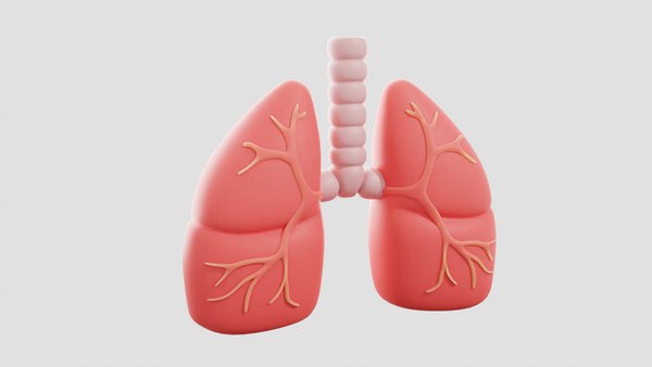 3D Blender organs heart brain