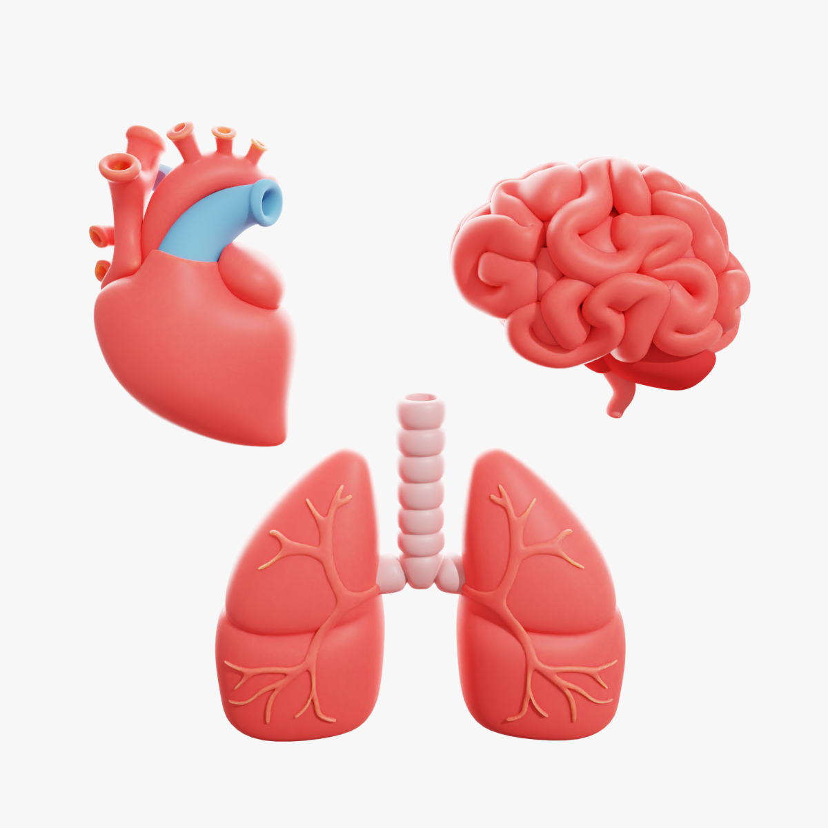 3D Blender organs heart brain