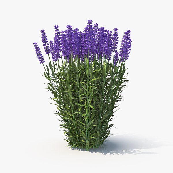 Lavender 3D Models for Download | TurboSquid
