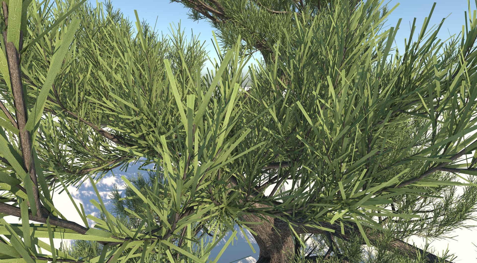 3D Tree Japanese Pine Model - TurboSquid 1681166