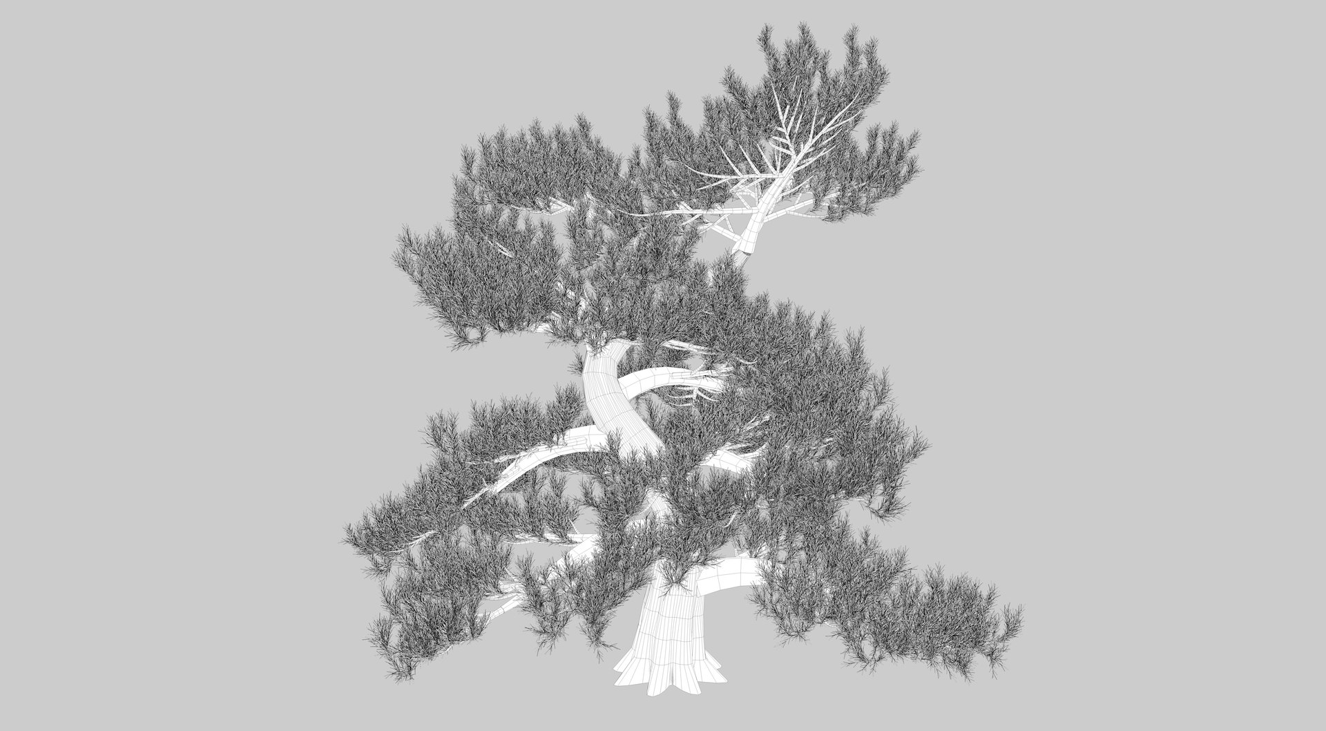 3D Tree Japanese Pine Model - TurboSquid 1681166