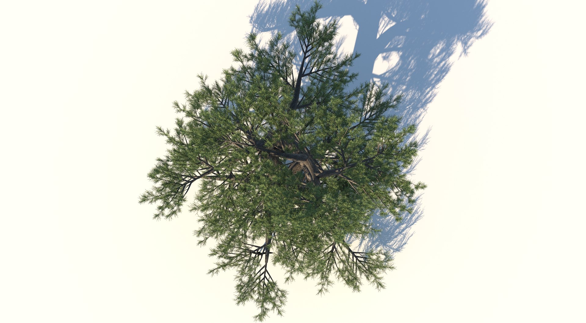 3D Tree Japanese Pine Model - TurboSquid 1681166