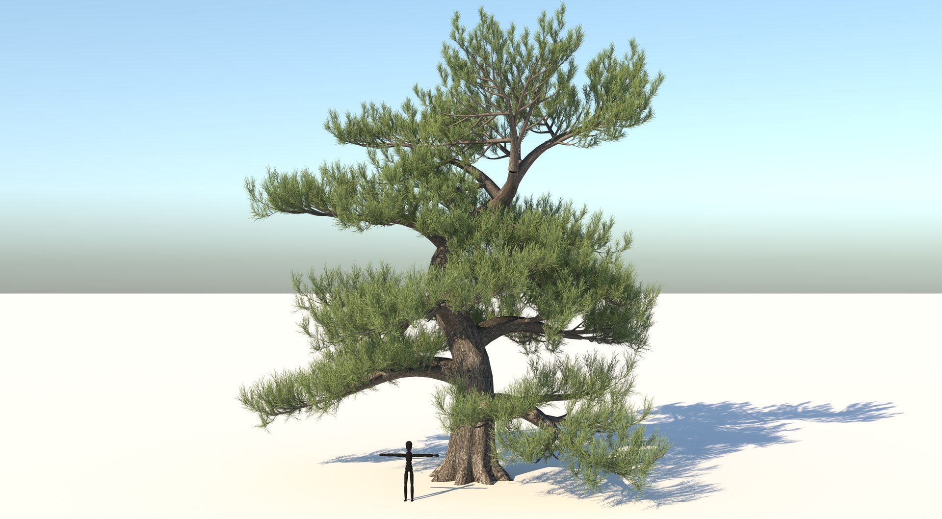 3D Tree Japanese Pine Model - TurboSquid 1681166