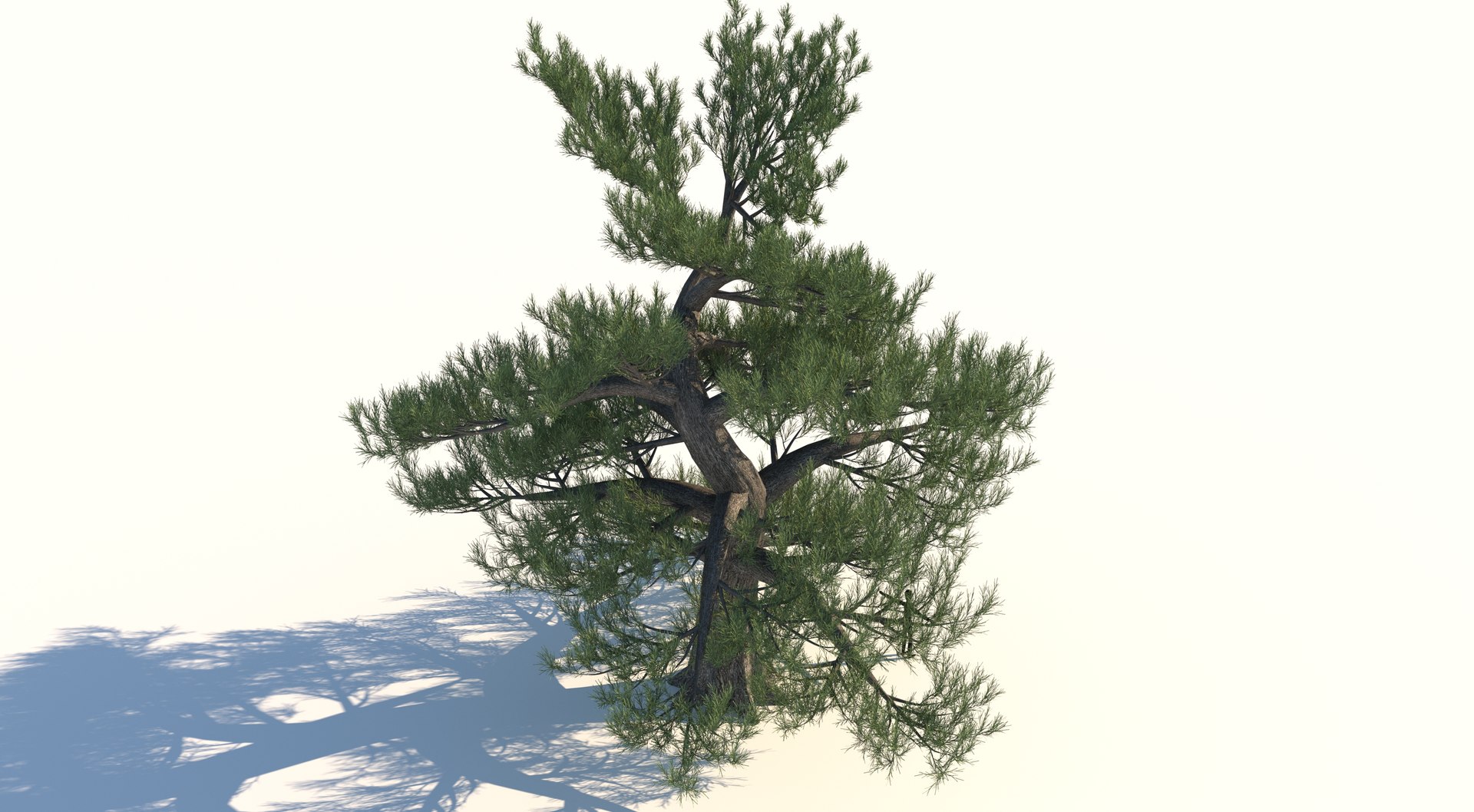 3D Tree Japanese Pine Model - TurboSquid 1681166