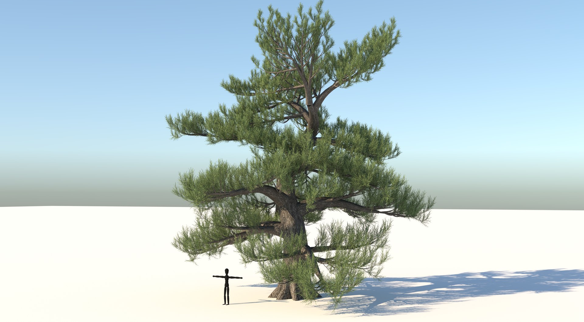 3D Tree Japanese Pine Model - TurboSquid 1681166