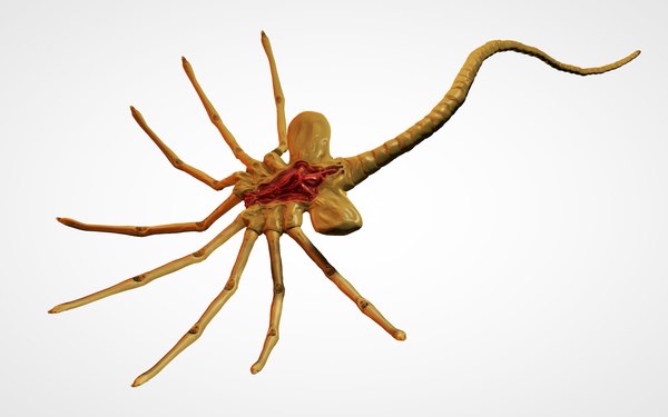 Antarctic Sea Spider Facehugger